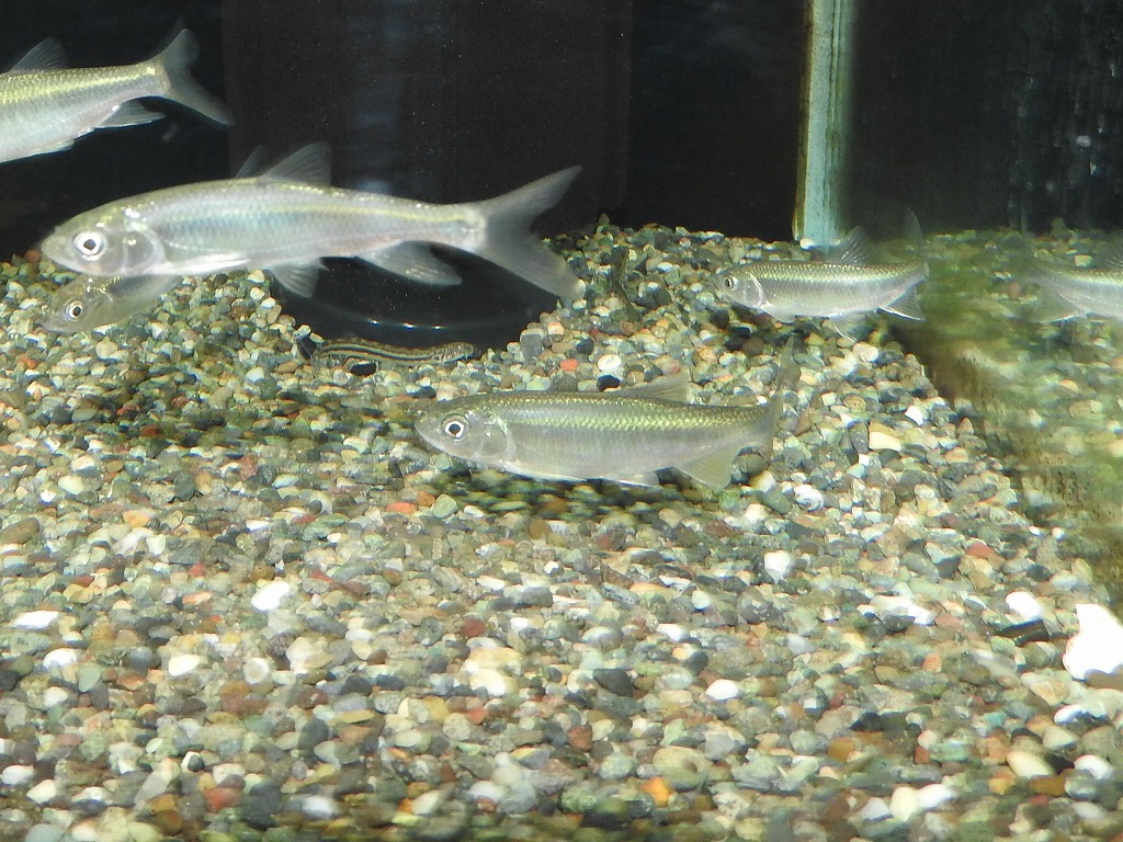 めがまうす！ | リミックス 名古屋のペットショップ