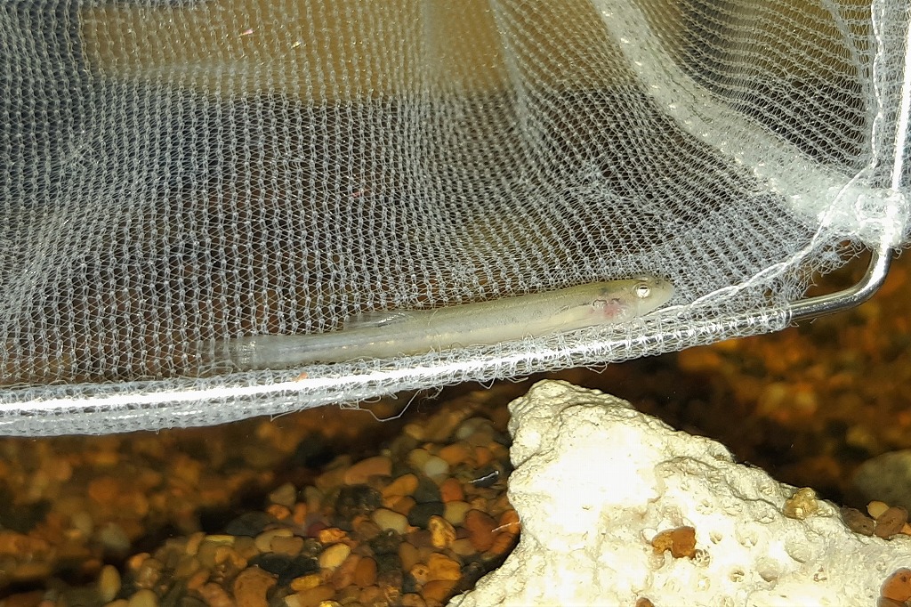 【インター熱帯魚】ブラックゥゥゥゥゥ！！ | 名古屋のペットショップ【リミックス・ペポニ】