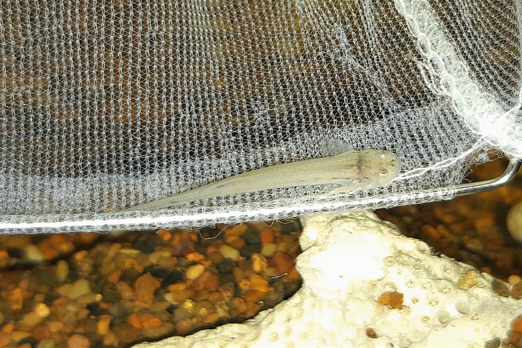 【インター熱帯魚】ブラックゥゥゥゥゥ！！ | 名古屋のペットショップ【リミックス・ペポニ】