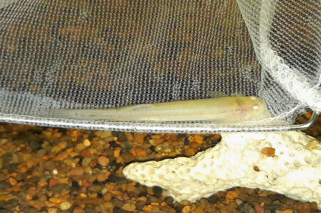 【インター熱帯魚】ブラックゥゥゥゥゥ！！ | 名古屋のペットショップ【リミックス・ペポニ】