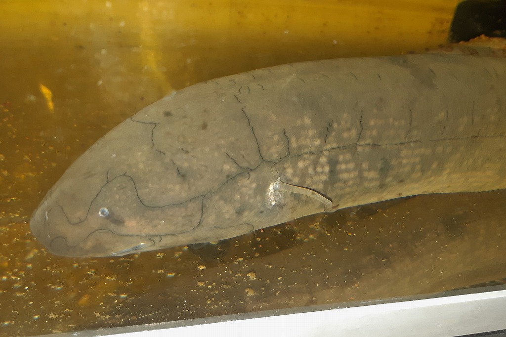 【インター熱帯魚】ブラックゥゥゥゥゥ！！ | リミックス 名古屋のペットショップ